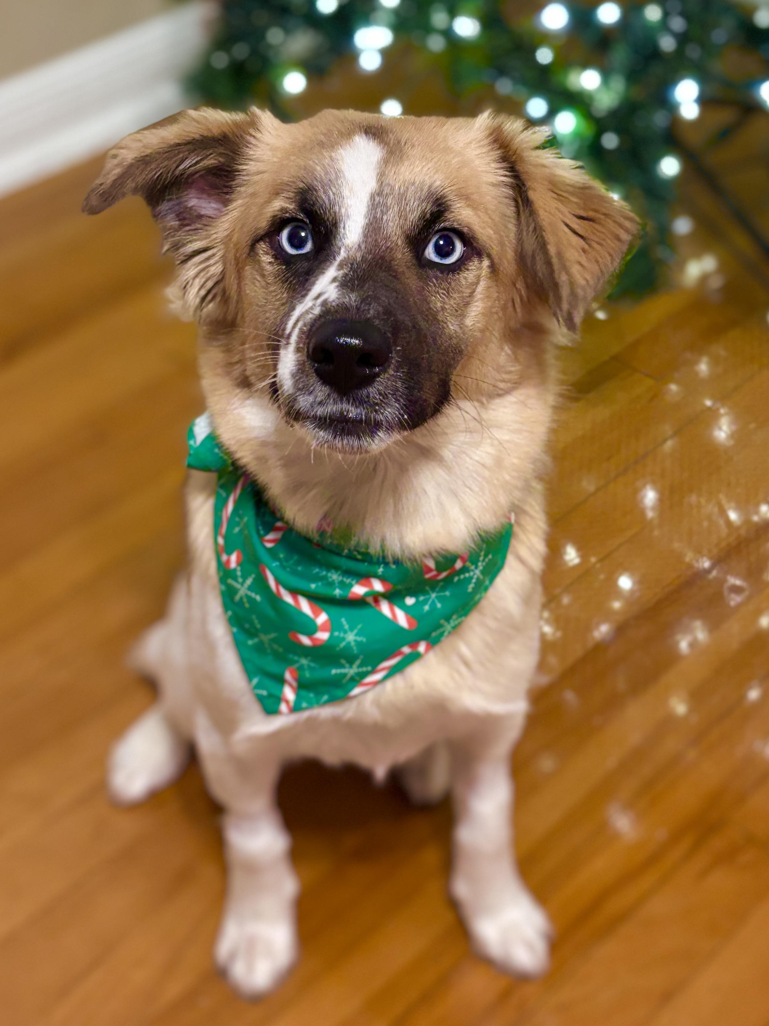 Dog for adoption - Lani, a Shepherd Mix in Denver, CO | Petfinder