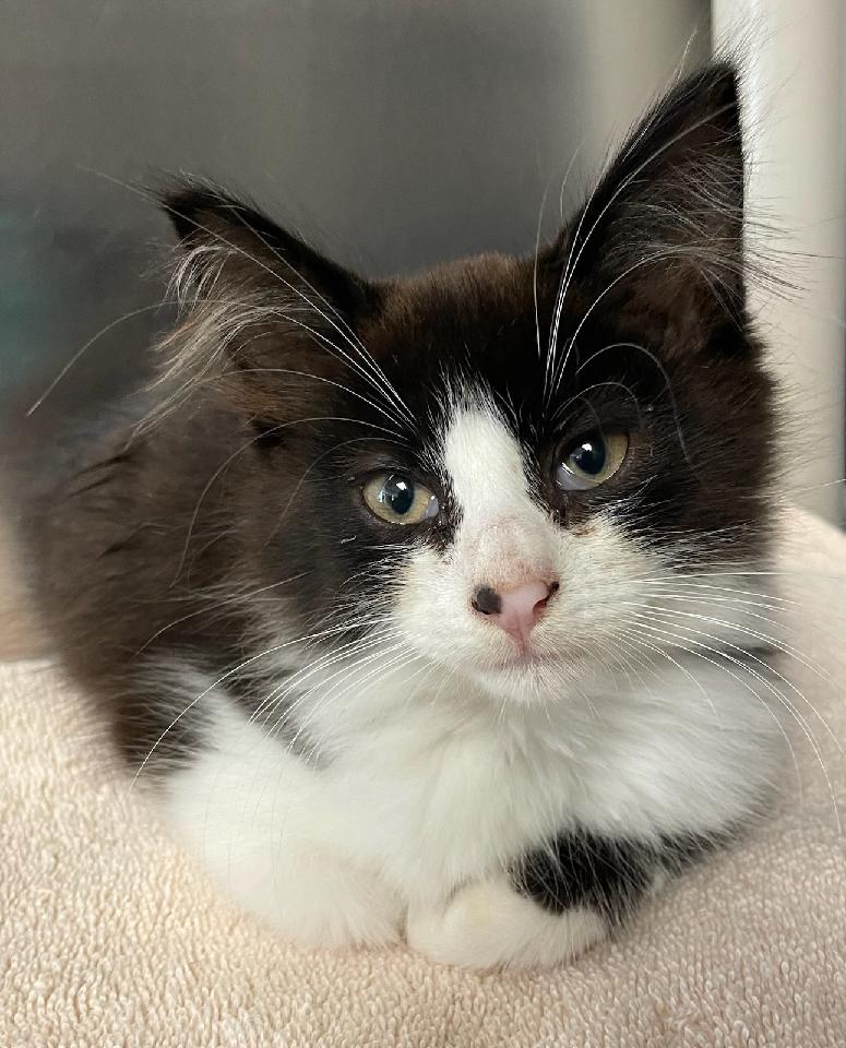 Cat for adoption - Amina, a Domestic Medium Hair in Norwalk, CT | Petfinder