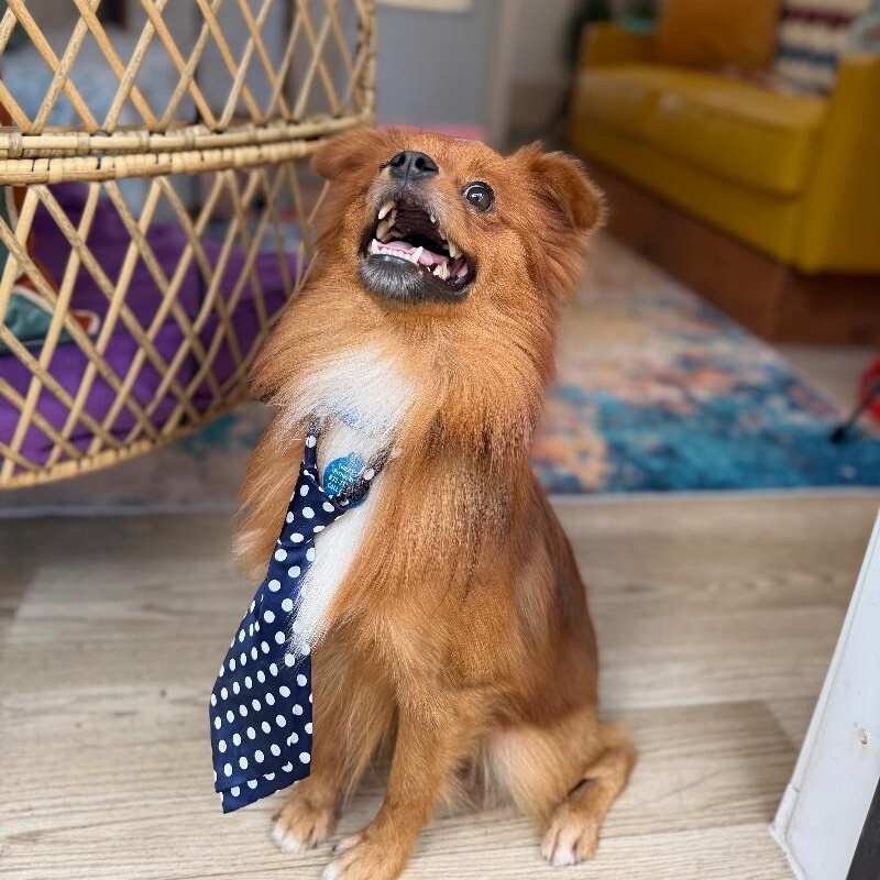 Dog for adoption - Bennett Fluffnugget, a Pomeranian & Pug Mix in ...