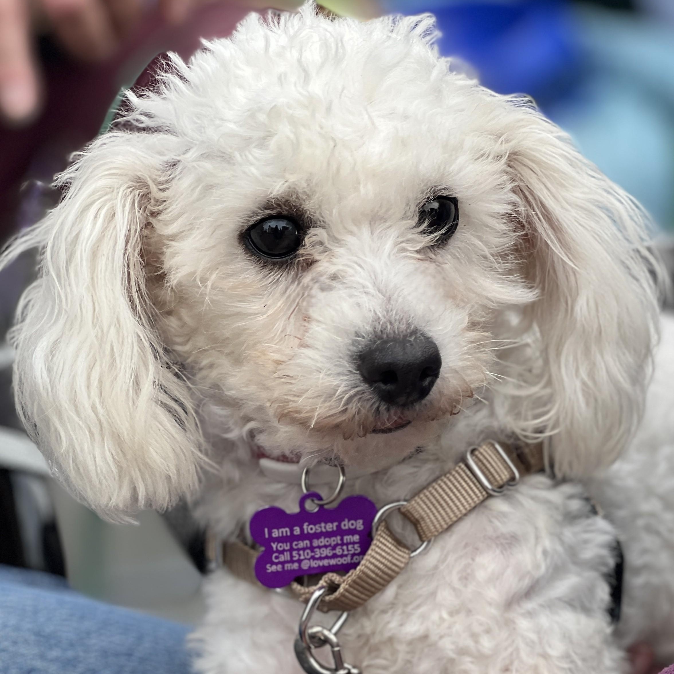 Mitsy - Adoptable Pet | Petfinder | Petfinder