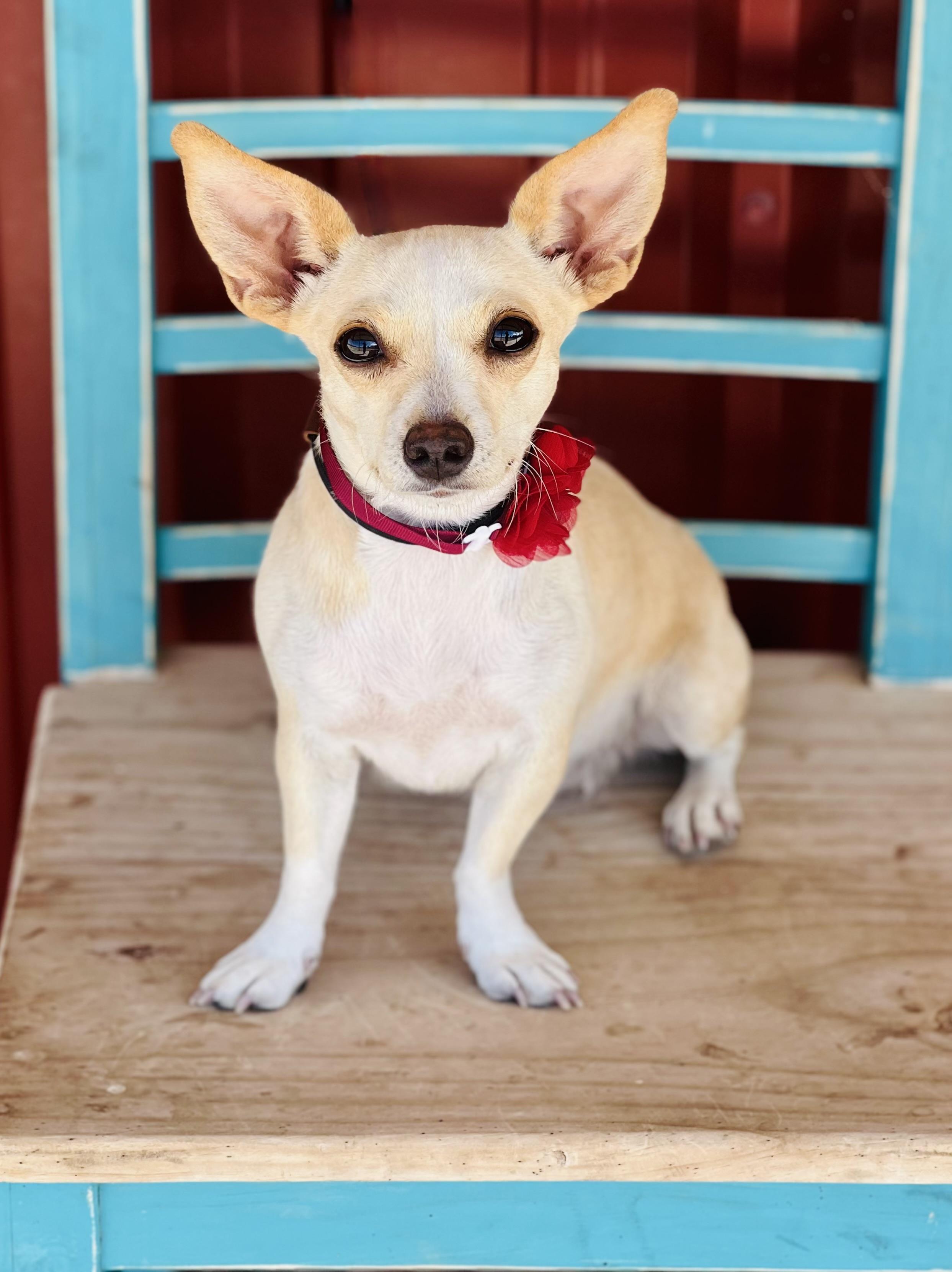 Dog for adoption - Sweet Pea, a Chihuahua in Tumwater, WA | Petfinder