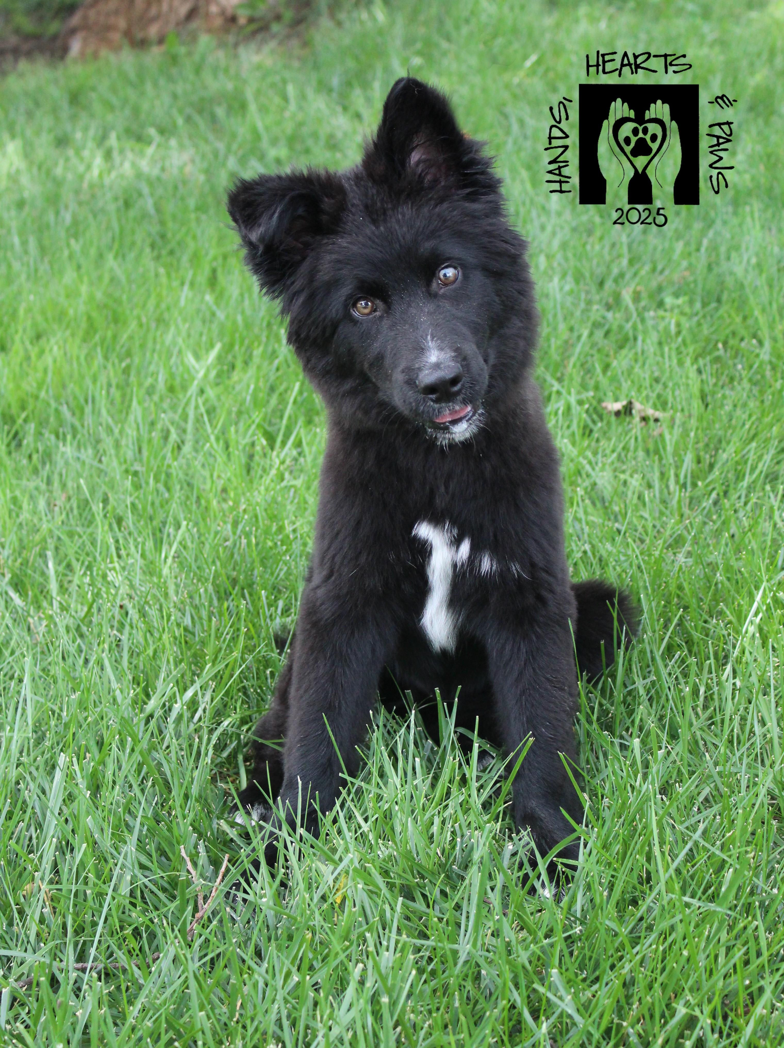 Dog for adoption - Ozu, a Husky & Border Collie Mix in Omaha, NE ...