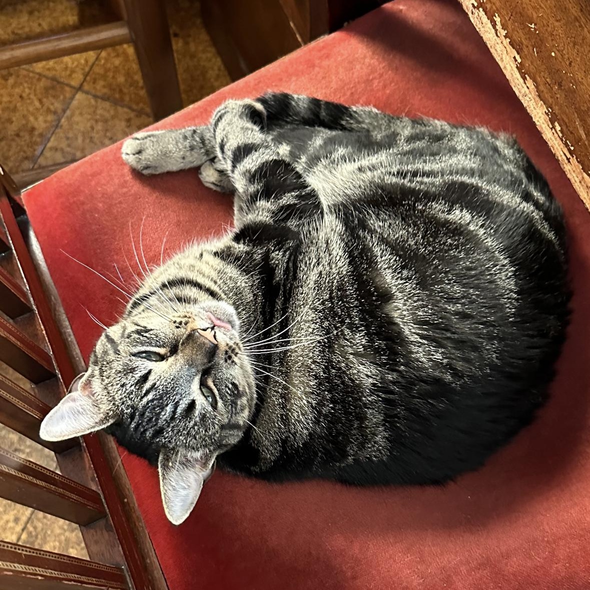 Cat for adoption - Meryl, a Tabby in Melrose, MA | Petfinder