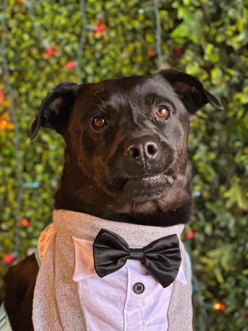 Dog for adoption - Chimuelo, a Black Labrador Retriever & Flat-Coated ...