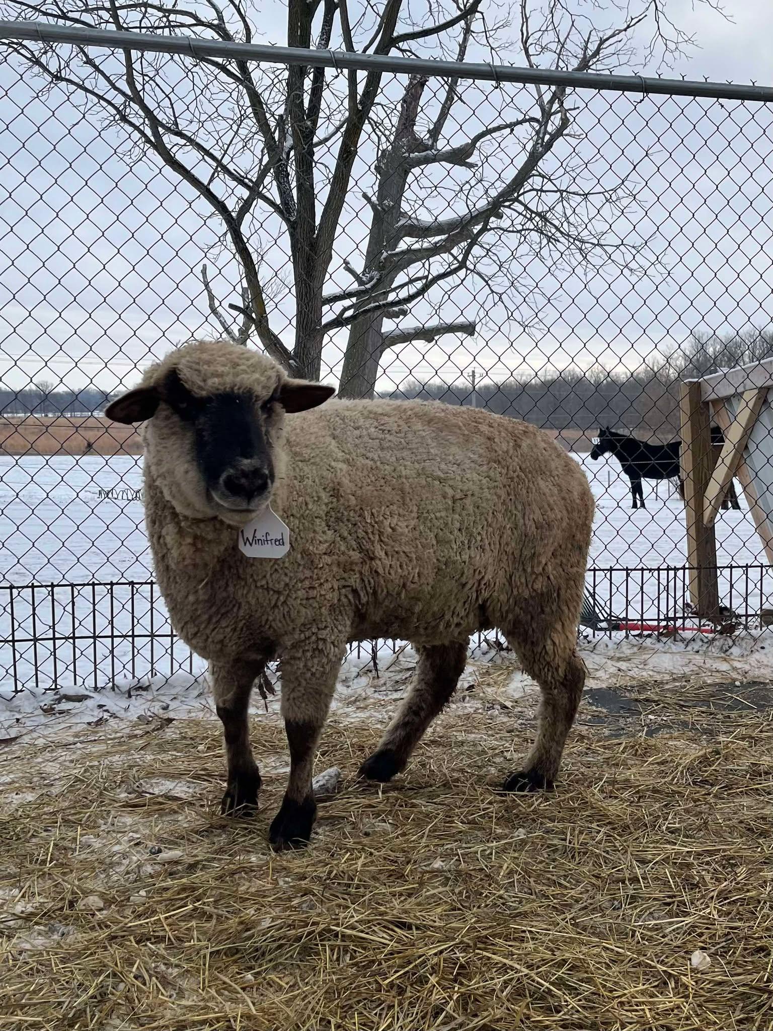 Sheep for adoption - Winifred, a Sheep in Upper Sandusky, OH | Petfinder