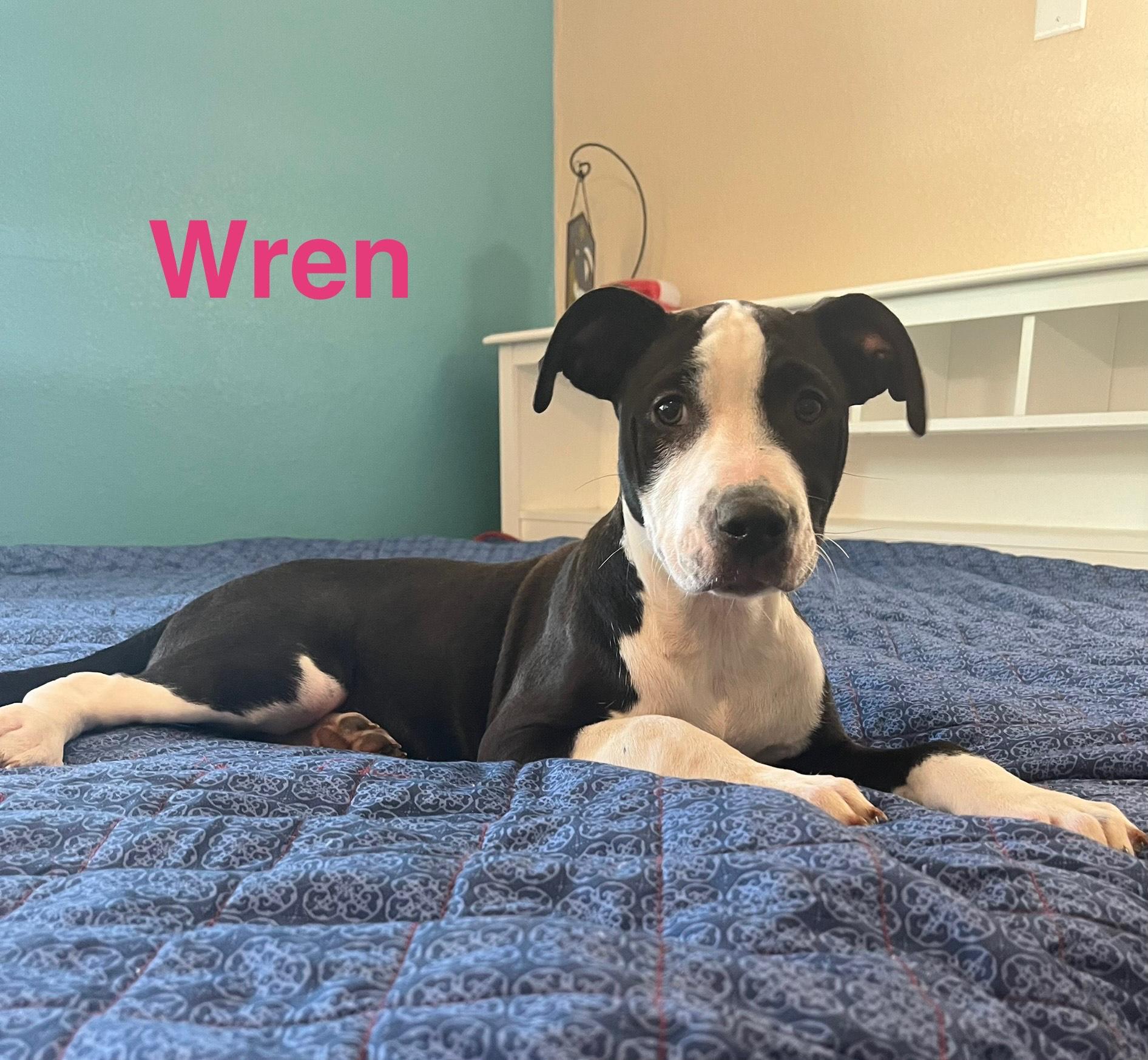 Dog for adoption - wren, a Pit Bull Terrier Mix in Rockford, IL | Petfinder