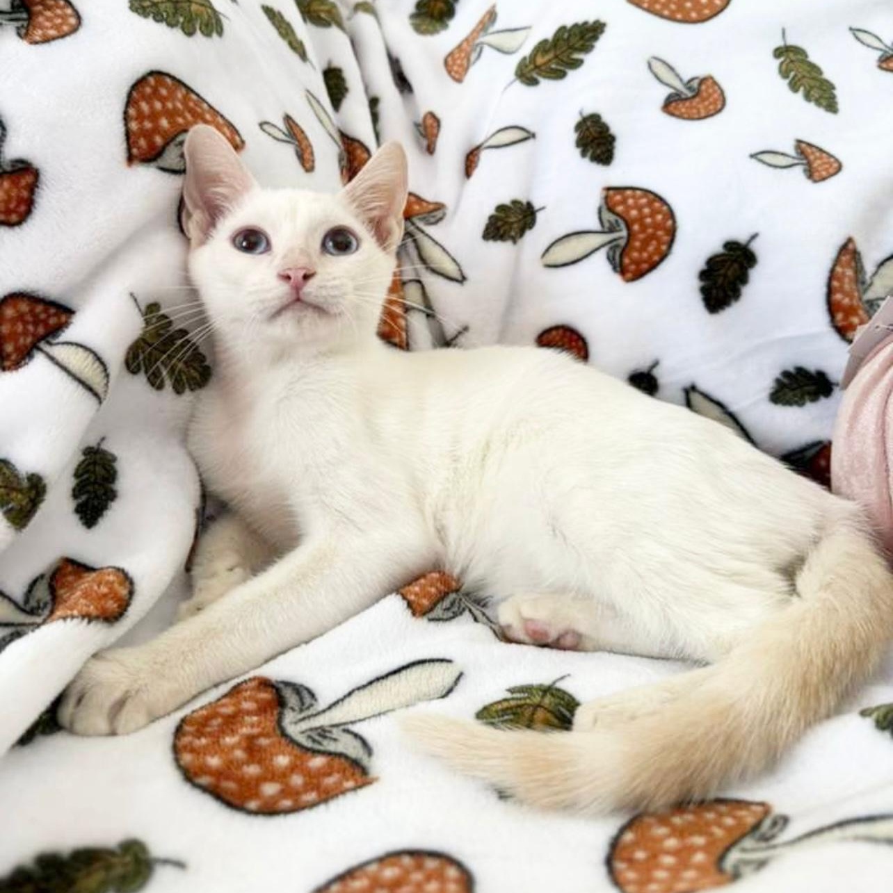 Cat for adoption - Pongo, a Siamese in Bangor, ME | Petfinder