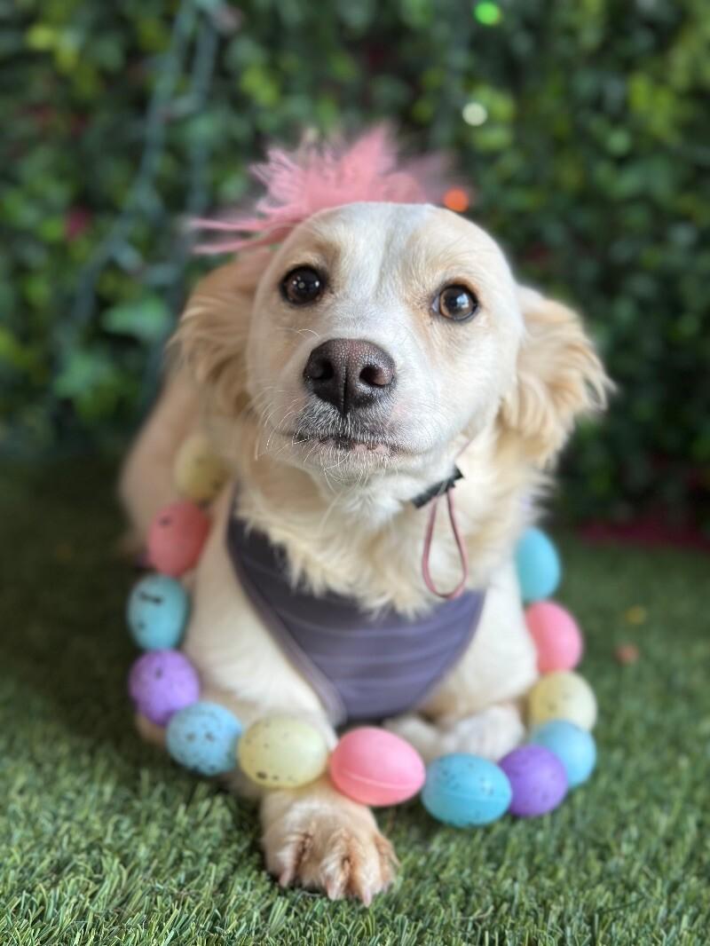 Dog for adoption - Luna, a Papillon & Spaniel Mix in Daly City, CA ...