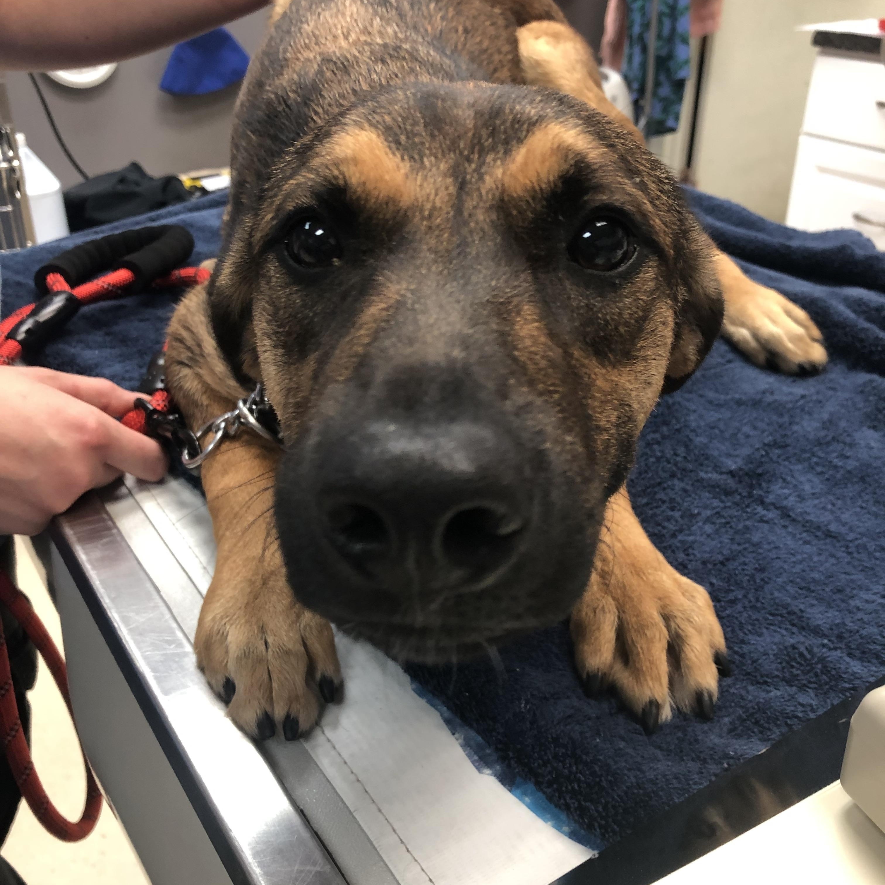 Dog for adoption - Fiska, a Shepherd Mix in Parma, OH | Petfinder