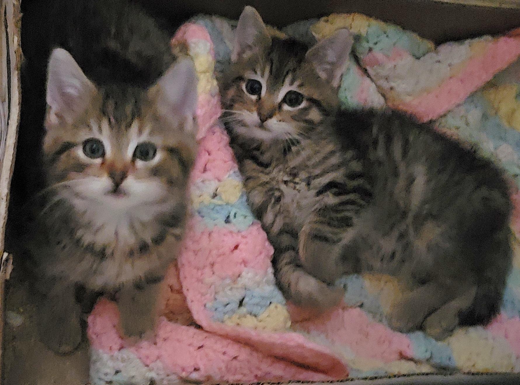 Cat for adoption - Furrbelle, an Abyssinian Mix in Glen Ellyn, IL | Petfinder