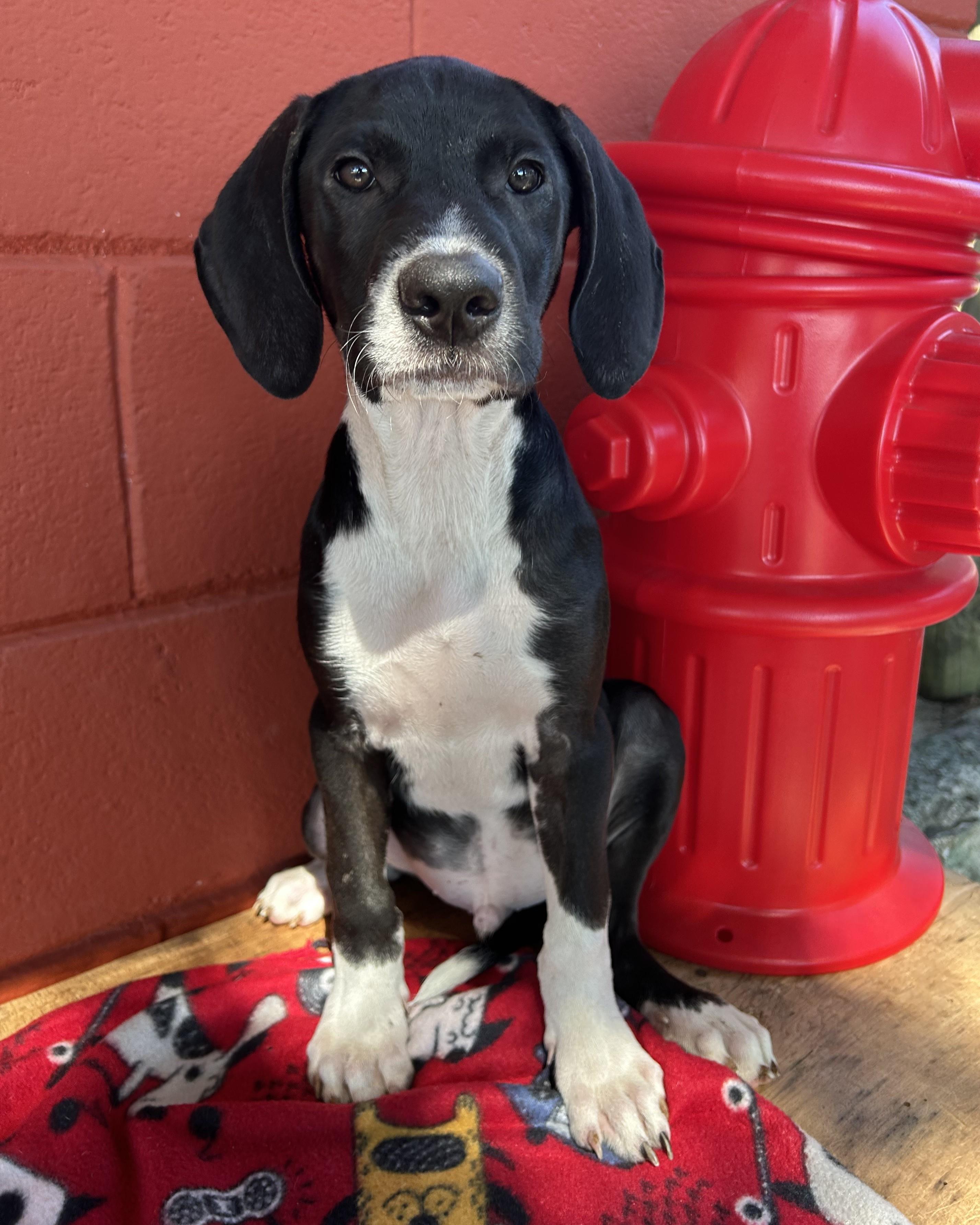 Dog for adoption - Cedar, a Pointer & Hound Mix in Pensacola, FL ...