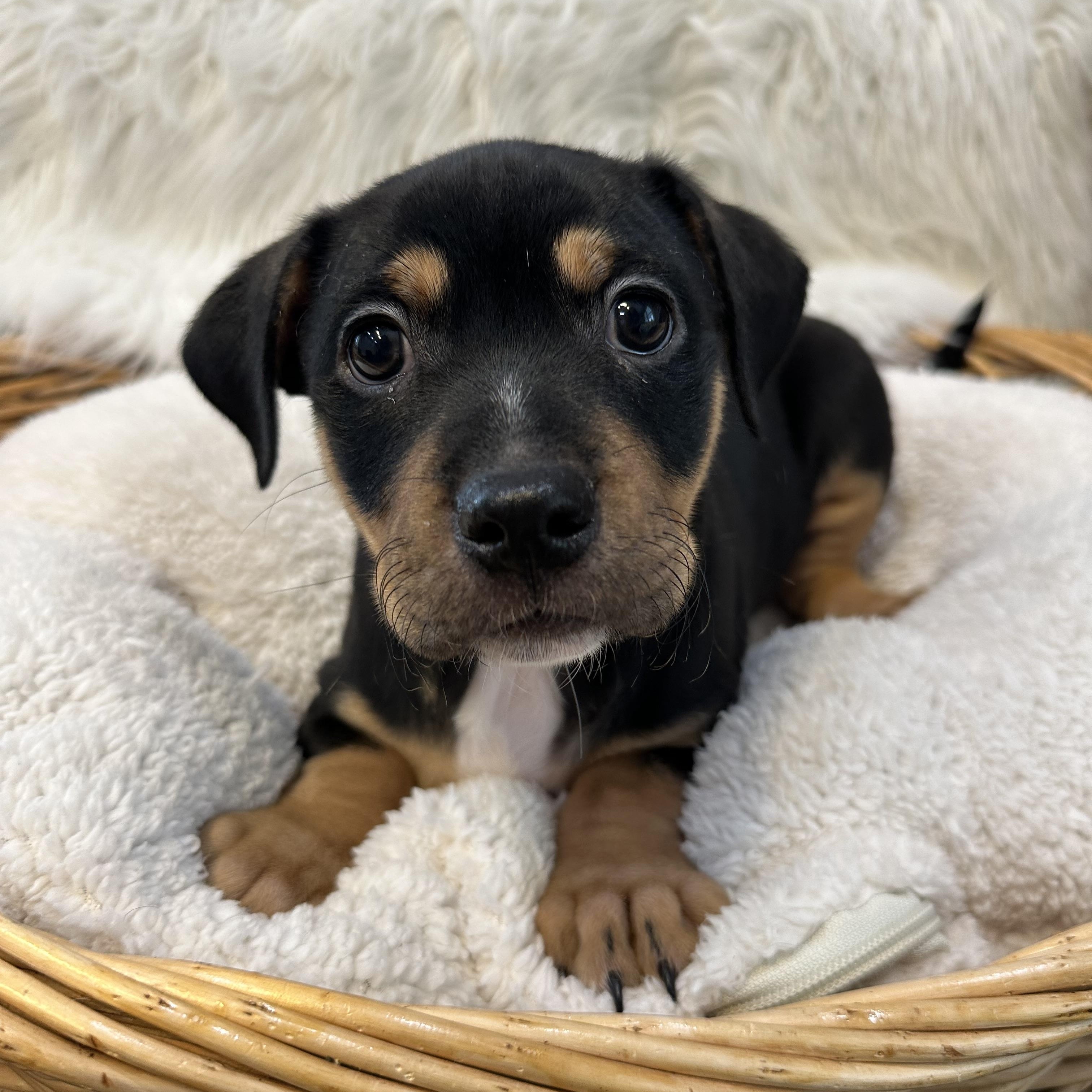 Dog for adoption - Tank!, a French Bulldog & Rottweiler Mix in ...