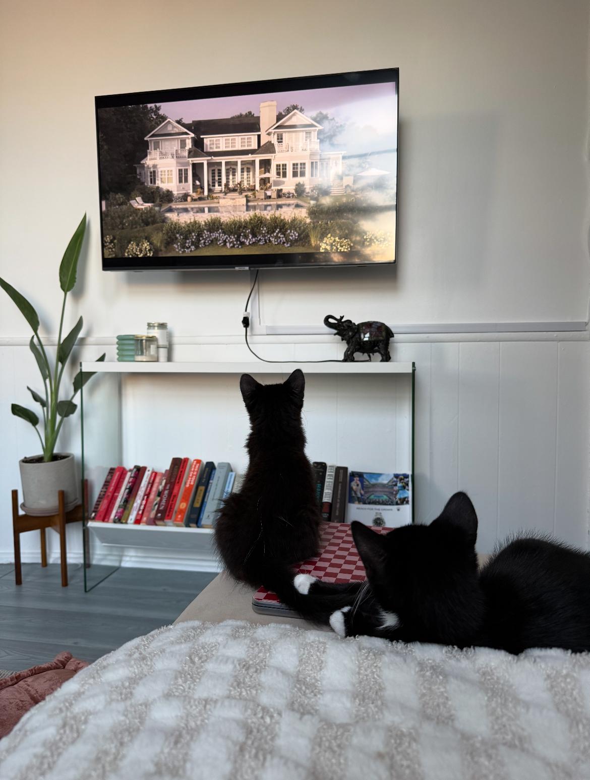 Cat for adoption - Vega & Blanka (Bonded Pair), a Domestic Medium Hair ...