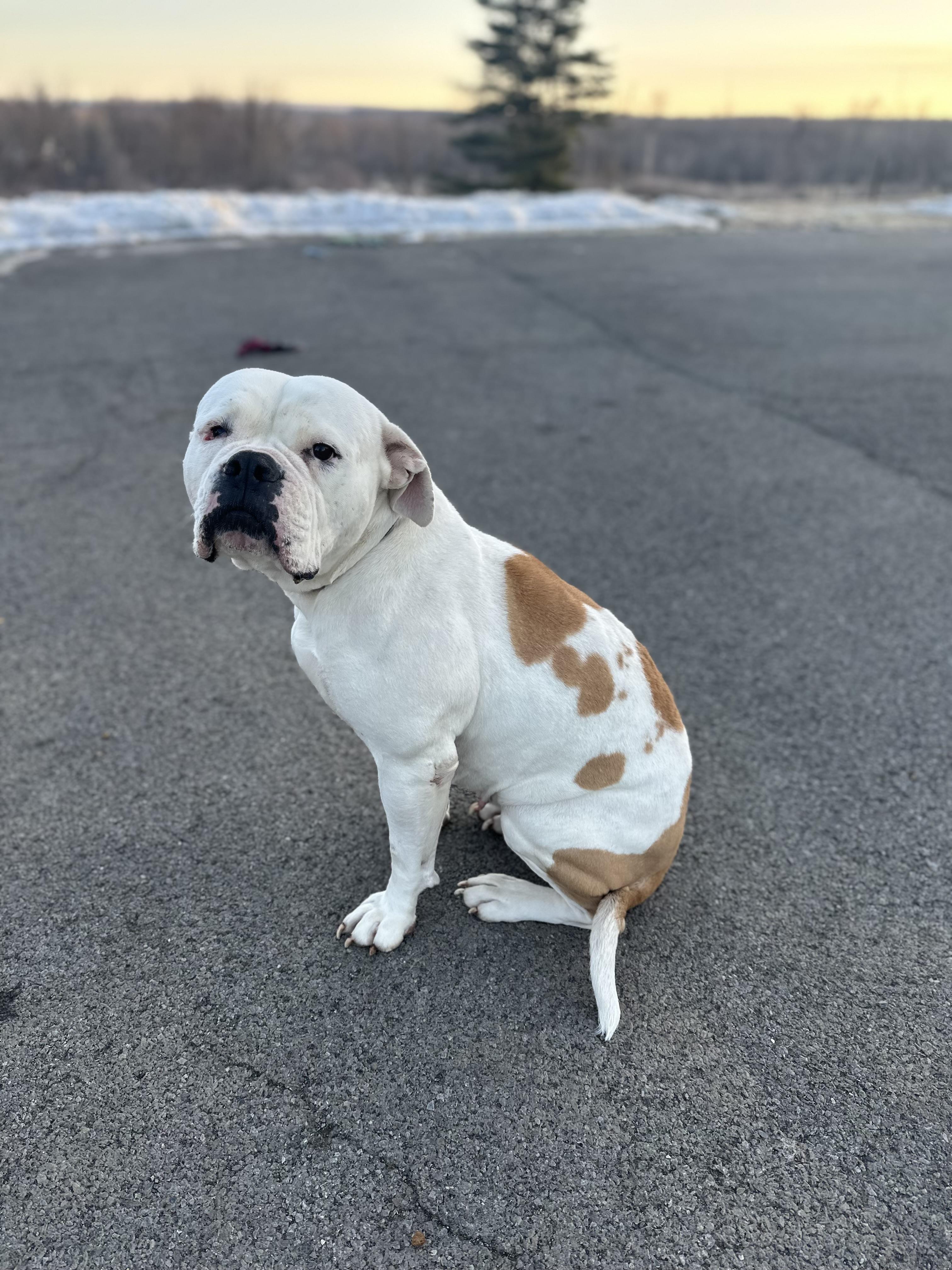 Dog for adoption - Hadley, an American Bulldog in Weston, MA | Petfinder