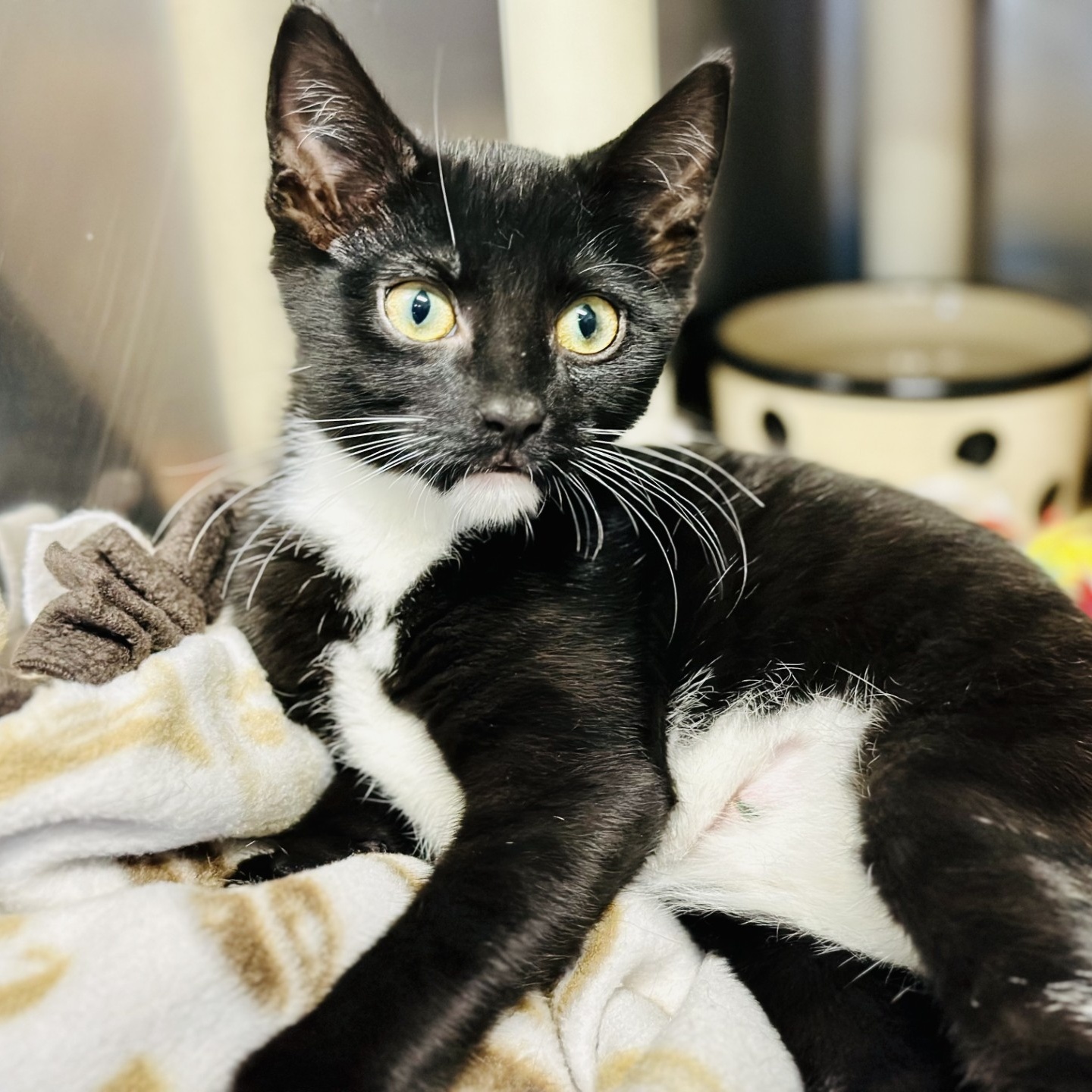 Cat for adoption - Goatee, a Domestic Short Hair in Manahawkin, NJ ...