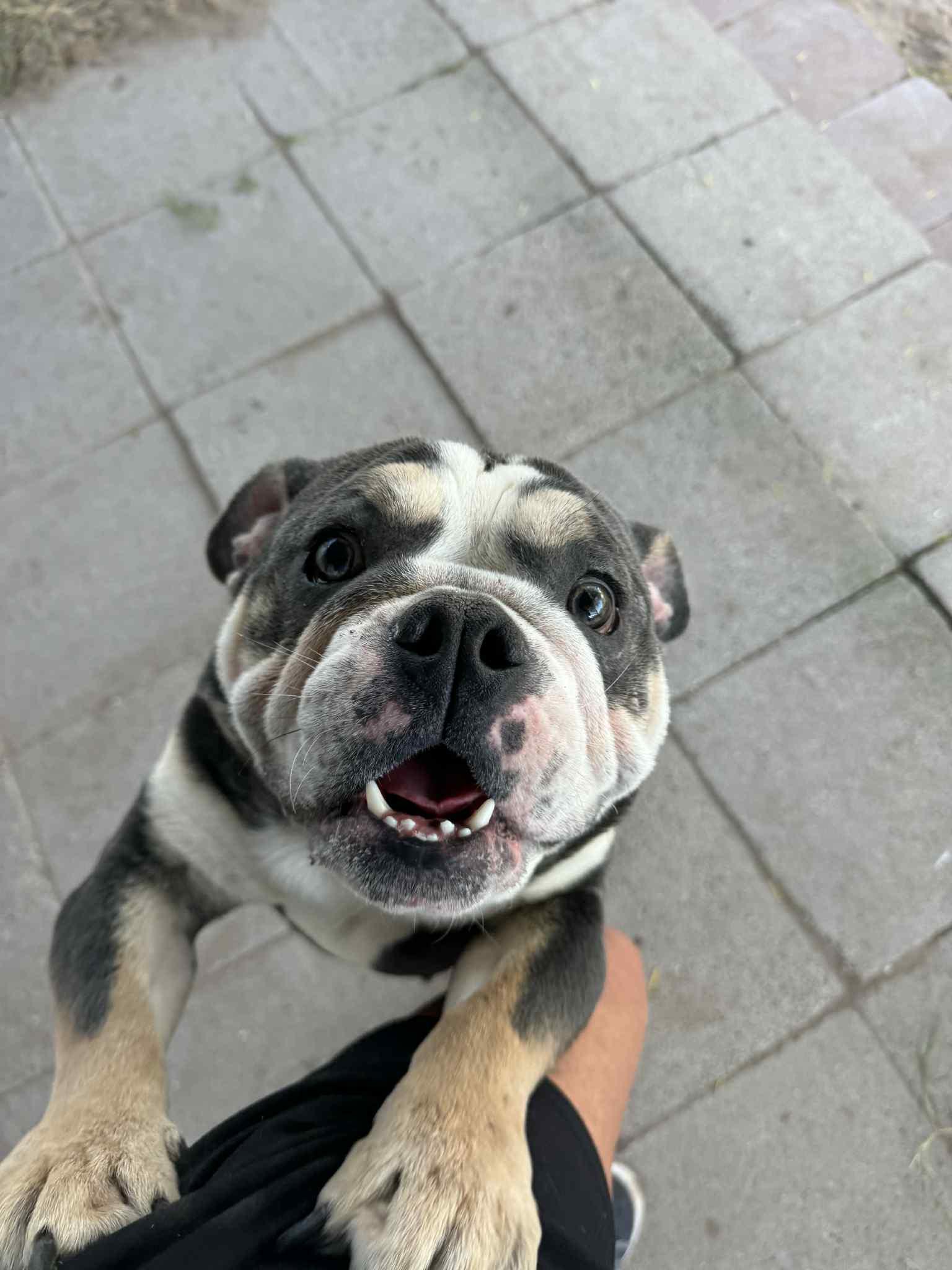 Dog for adoption - Toad, a Bulldog Mix in Springfield, MA | Petfinder