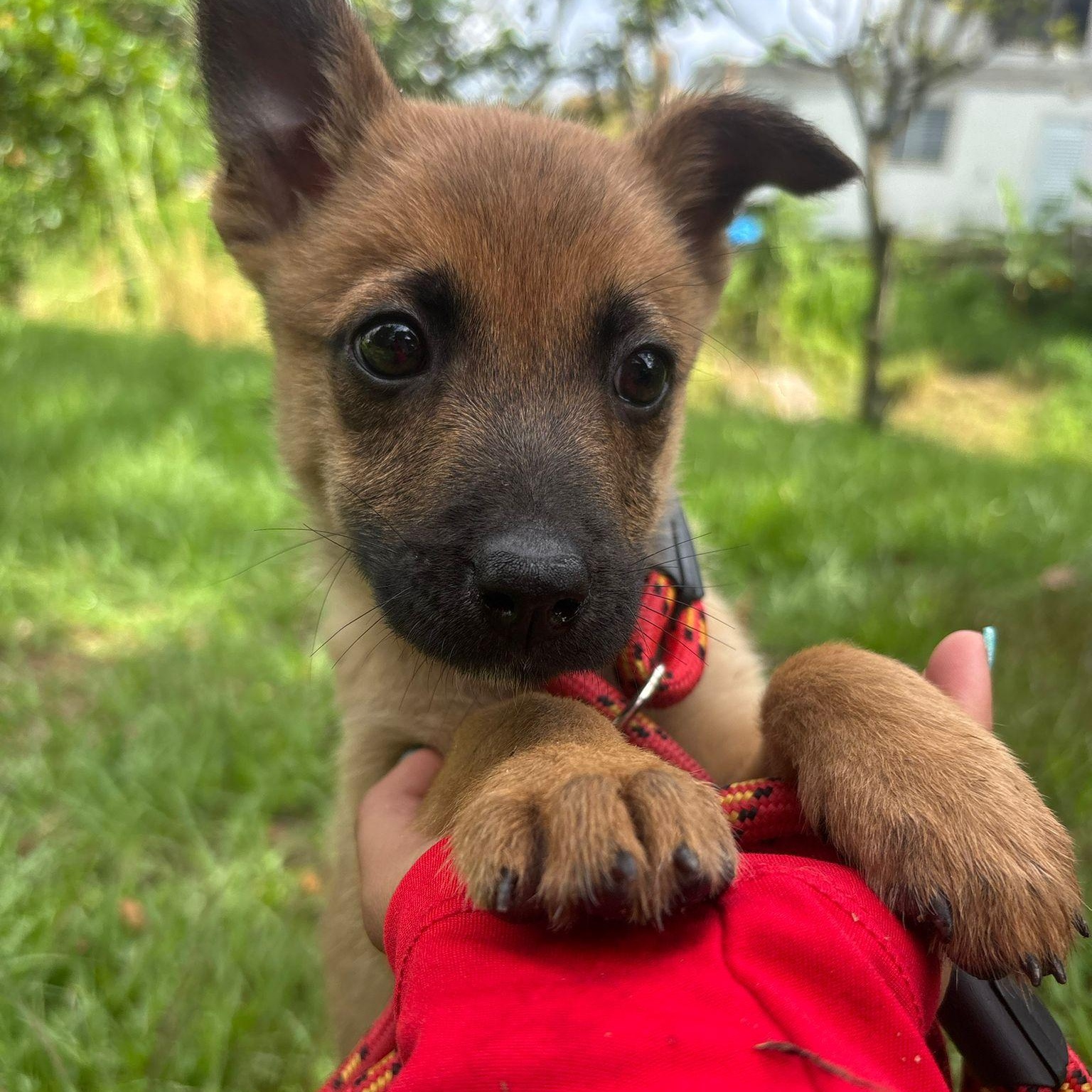 Dog for adoption - Bitzy, a Mixed Breed in Morristown, NJ | Petfinder