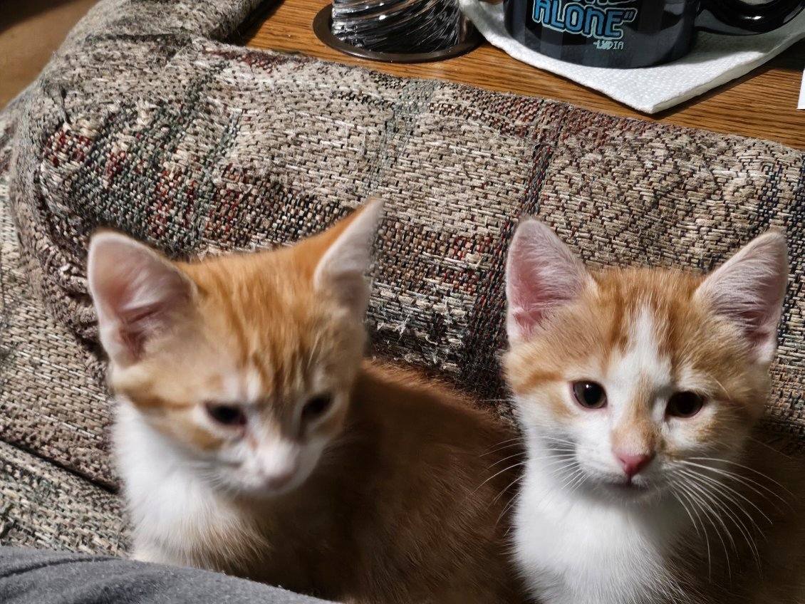 Cat for adoption - Nikki , Ricky, Dicky, Micky kittens (SC), a Domestic ...