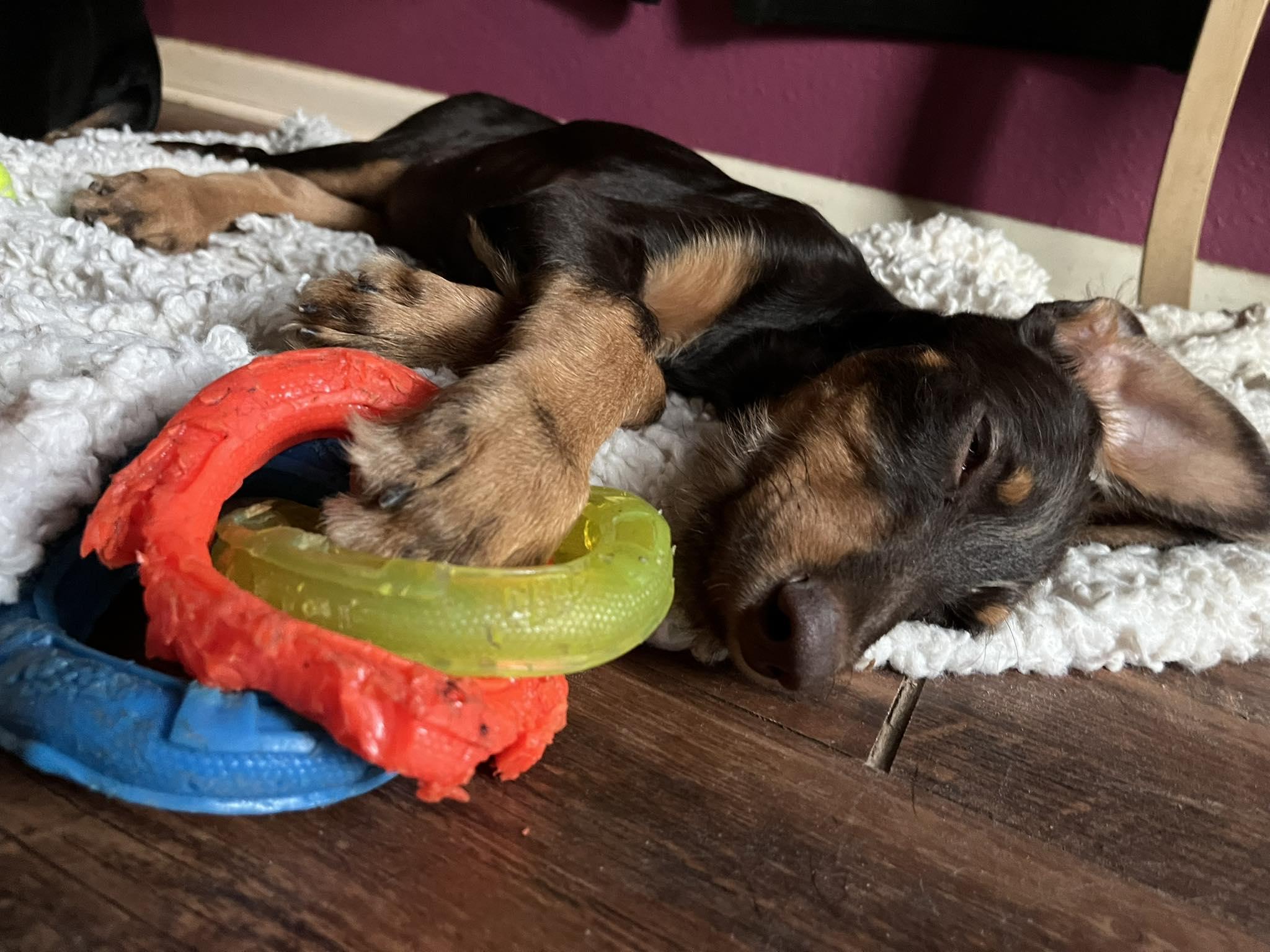 Dog for adoption - Bearded Dragon, a Doberman Pinscher & Airedale ...