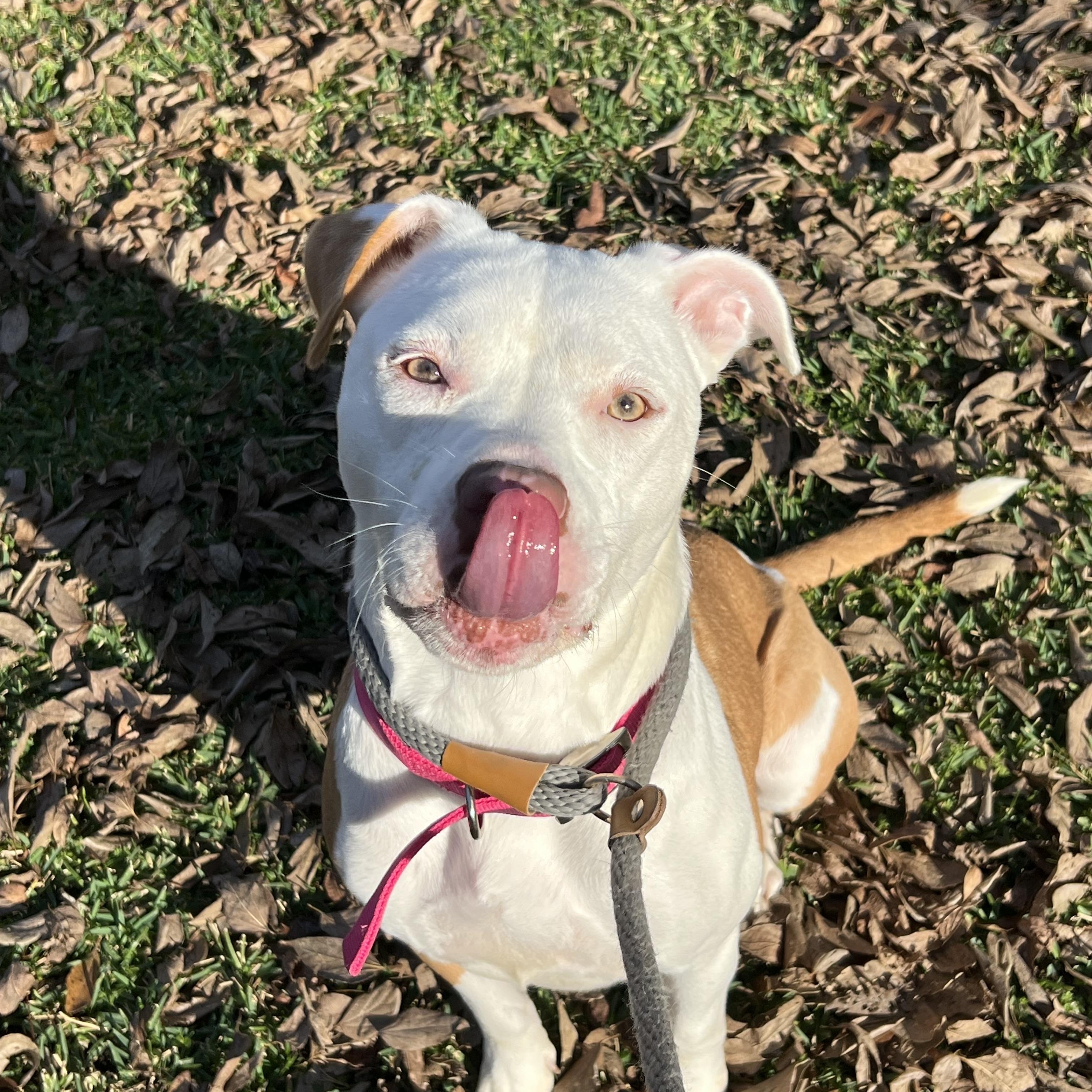 Jessica - Adoptable Pet | Petfinder | Petfinder