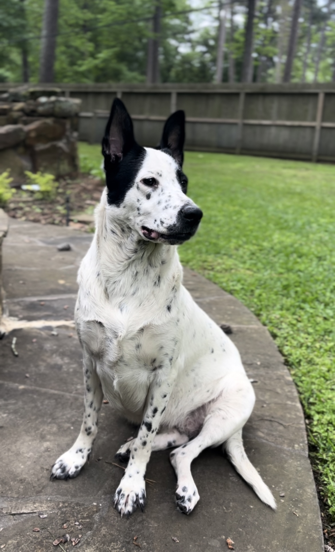 Birdie - Adoptable Pet | Petfinder | Petfinder