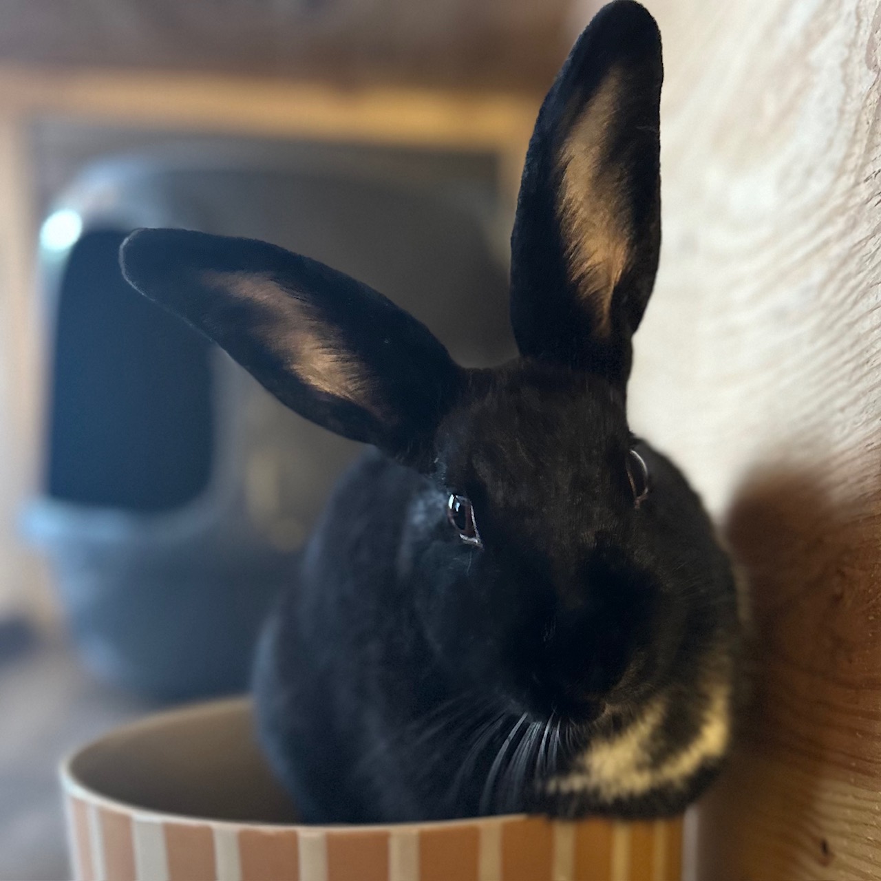 Rabbit for adoption - Minx, a Dutch in Philadelphia, PA | Petfinder