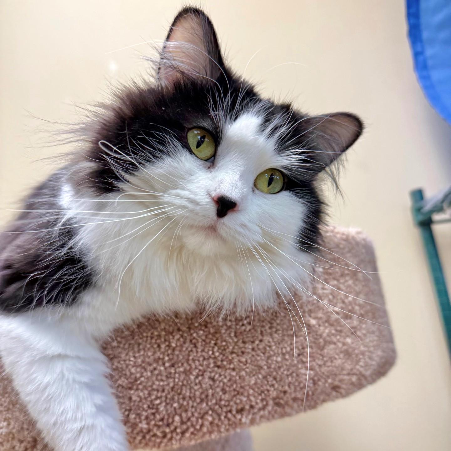 Cat for adoption - Yin, a Domestic Medium Hair in Collingwood, ON ...