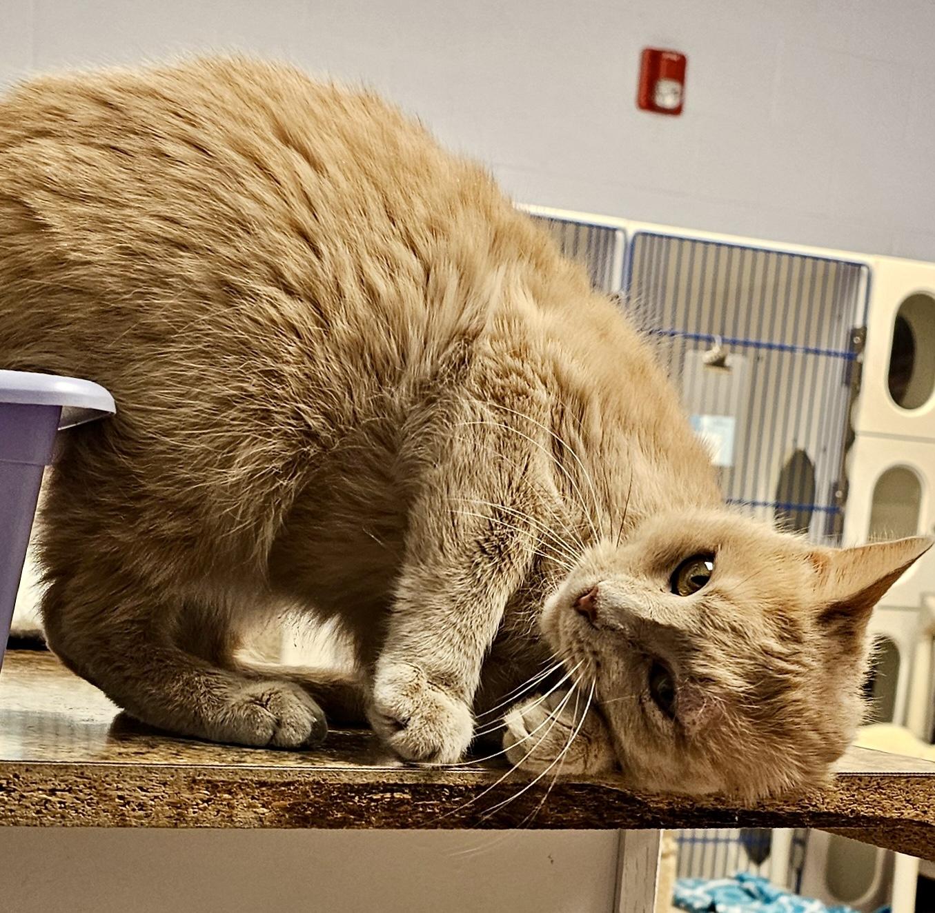 Cat for adoption - Marney, a Domestic Medium Hair Mix in Prince ...