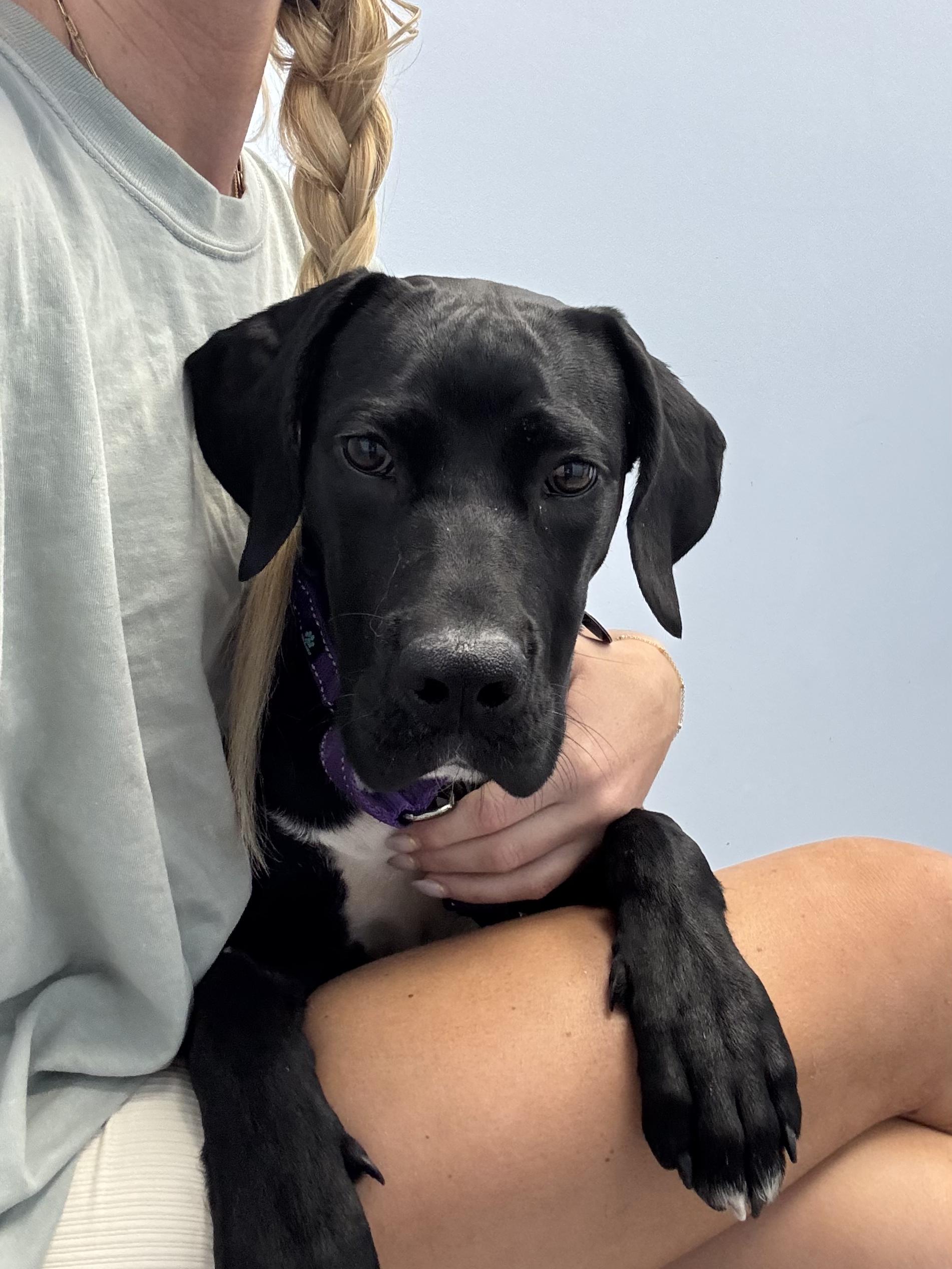 Dog for adoption - Layken, a Cane Corso & Great Dane Mix in charleston ...