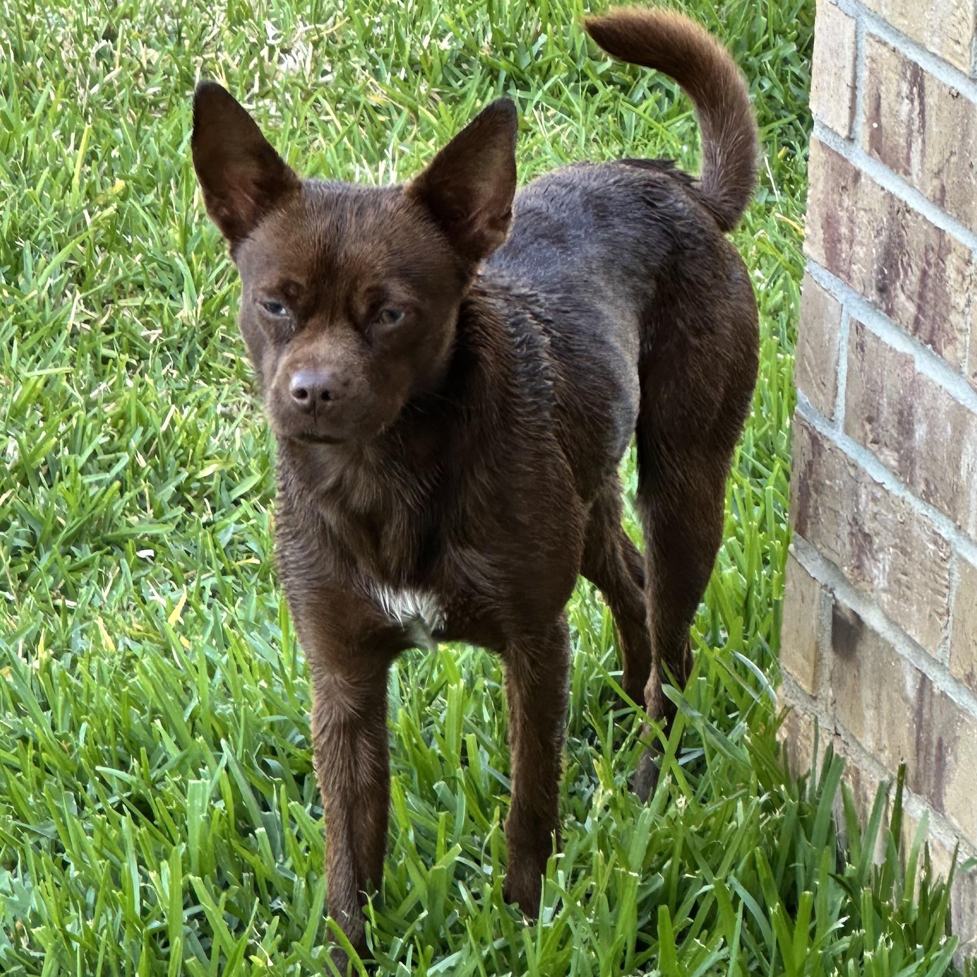 Dog for adoption - Cocoa Jace, an Australian Kelpie & Miniature ...