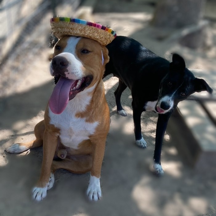 Dog for adoption - Felix, a Labrador Retriever in Mount Airy , MD ...