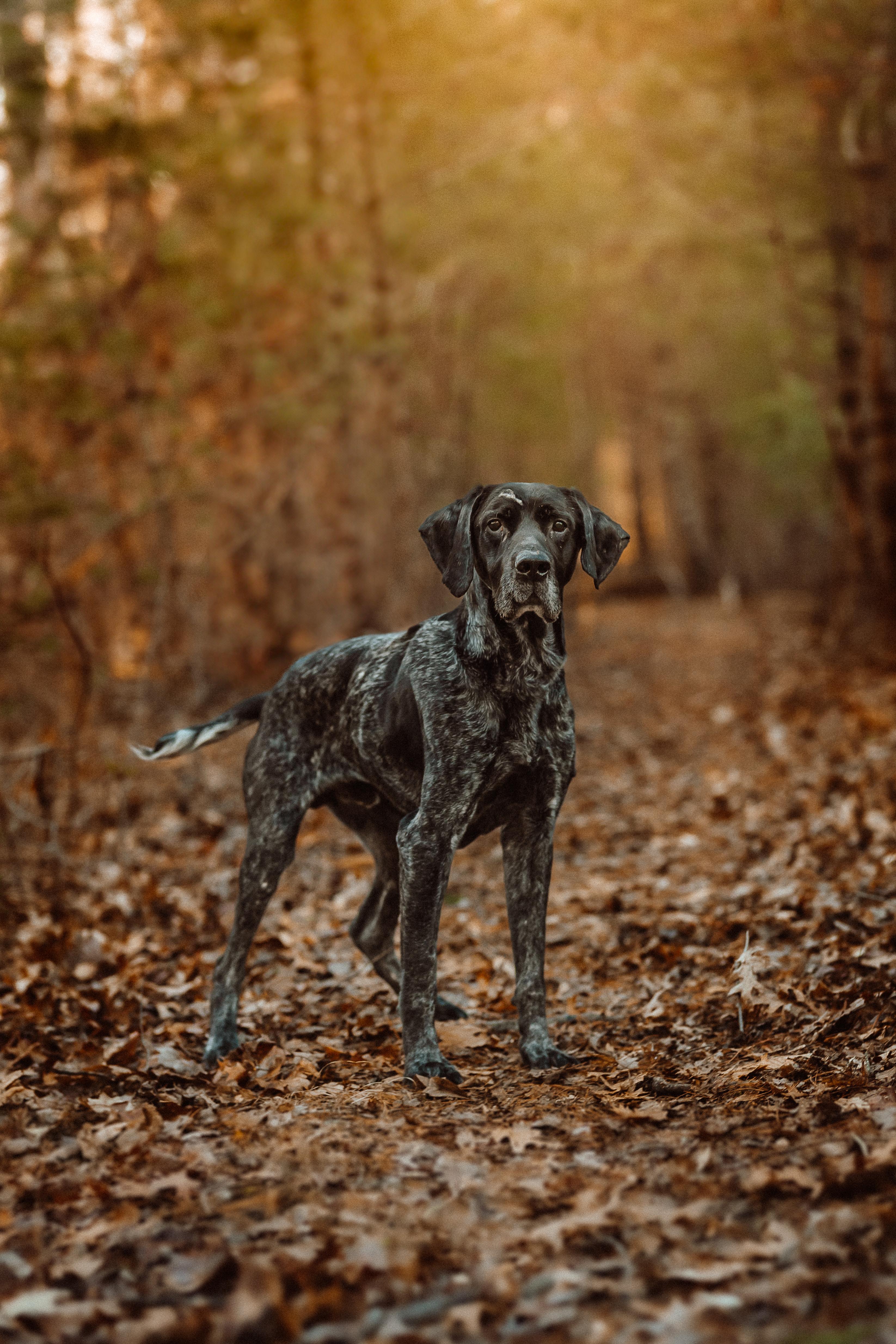 Dog for adoption - Oliver, a German Shorthaired Pointer in HANSON, MA ...