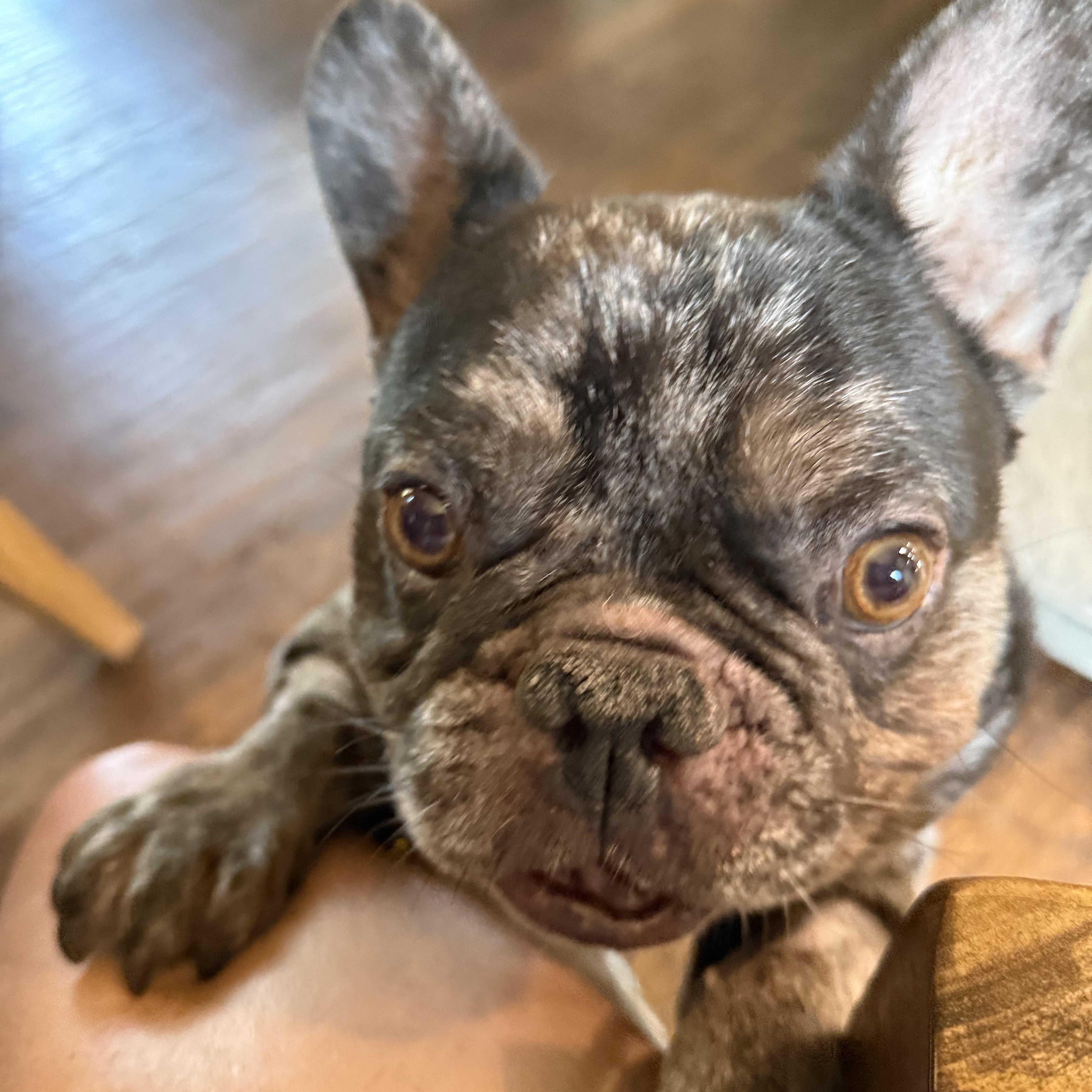 Dog for adoption - Curt, a French Bulldog Mix in Twin Falls, ID | Petfinder