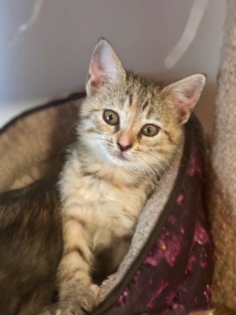 Cat for adoption - Whitley, a Domestic Short Hair in Minneapolis, MN ...