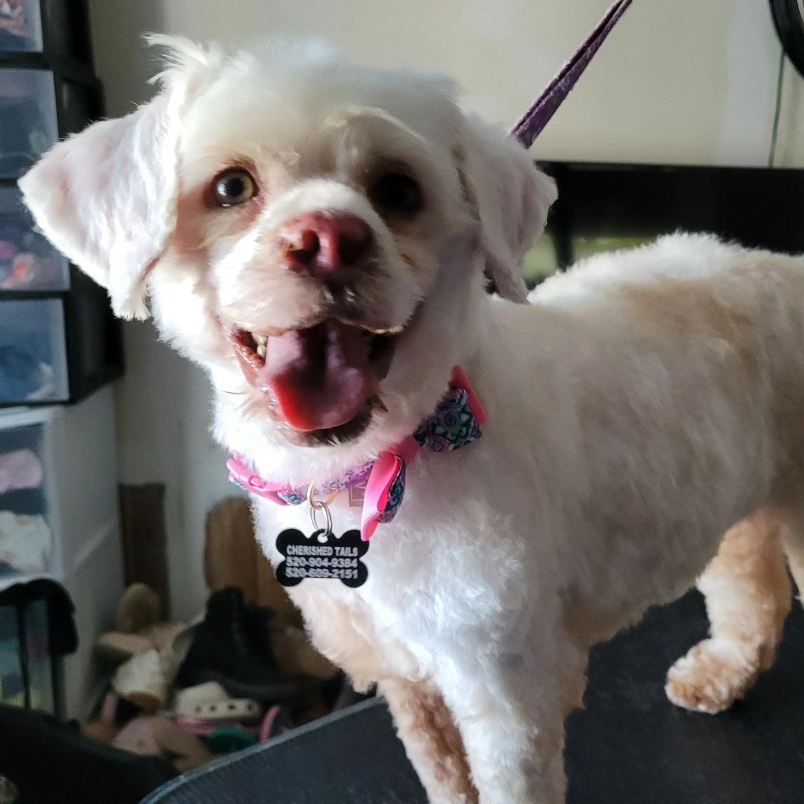 Dog for adoption - LANA, a Poodle & Bichon Frise Mix in Marana, AZ ...