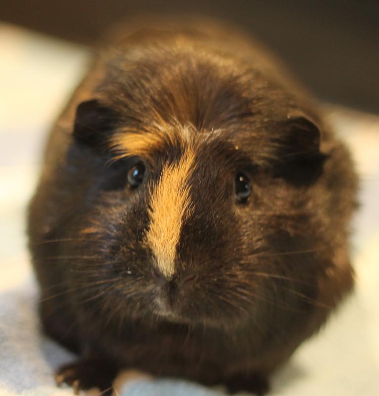 Guinea Pig for adoption - Isabella and Marnie, a Guinea Pig in Budd ...