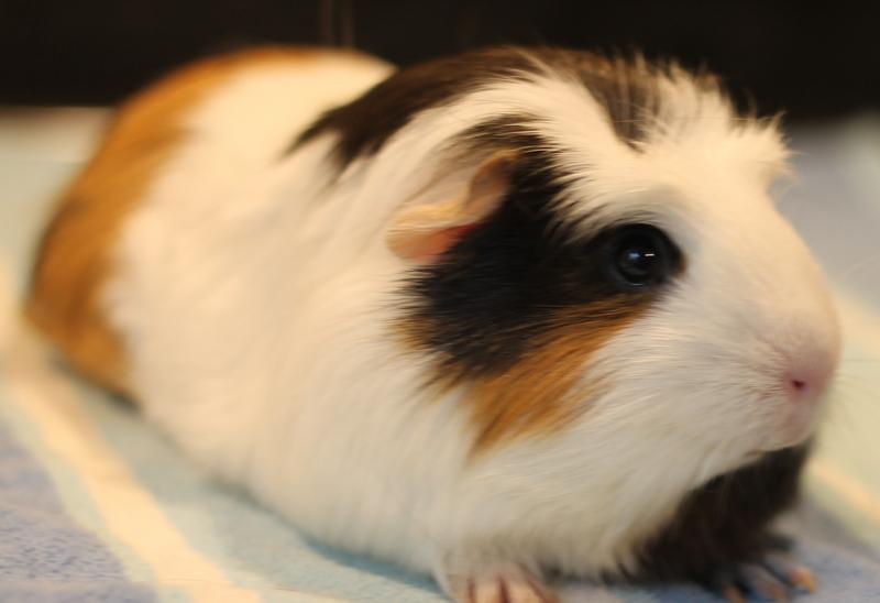 Guinea Pig for adoption - Isabella and Marnie, a Guinea Pig in Budd ...