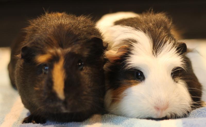 Guinea Pig for adoption - Isabella and Marnie, a Guinea Pig in Budd ...
