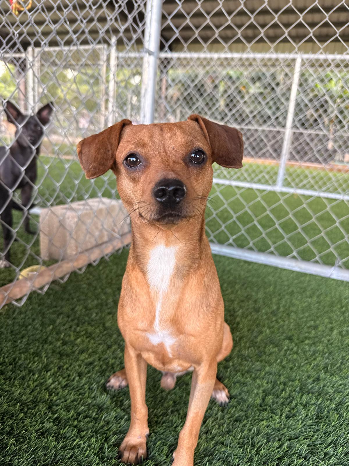 Dog for adoption - Harry, a Chihuahua Mix in Morristown, NJ | Petfinder