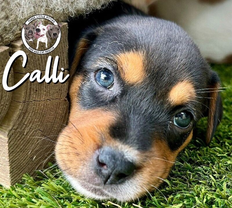 Dog for adoption - Calli Balbina, a Black Mouth Cur & Boxer Mix in ...