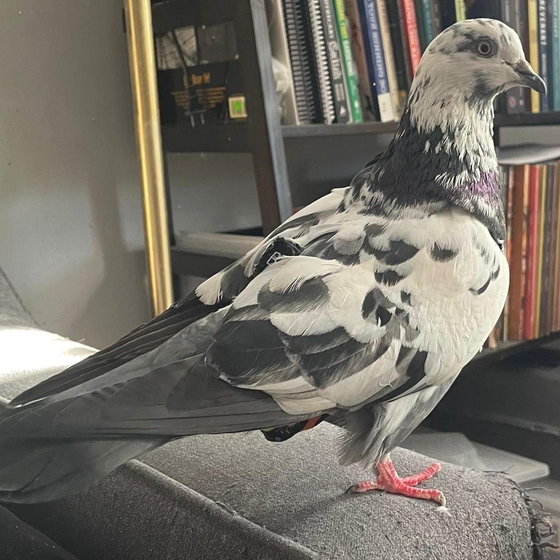 Dove for adoption - Luau, a Pigeon in Chicago, IL | Petfinder