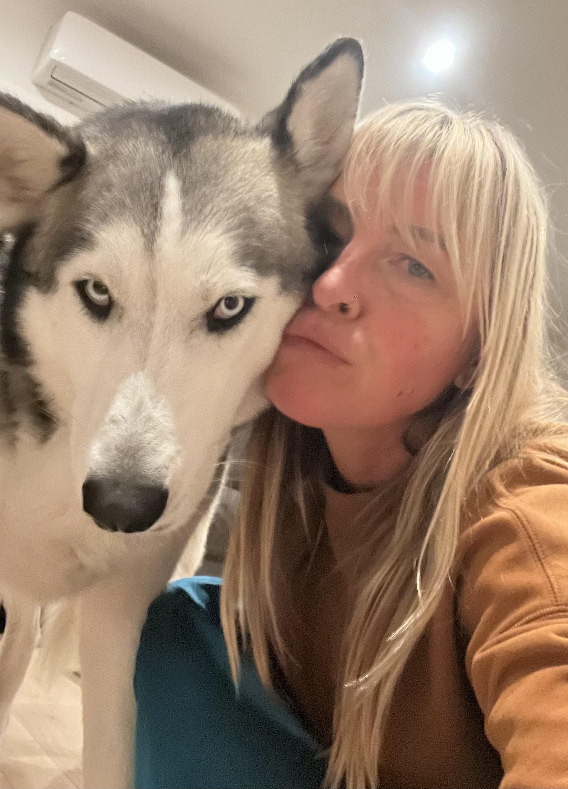 Dog for adoption - Nala, a Siberian Husky in Menifee, CA | Petfinder