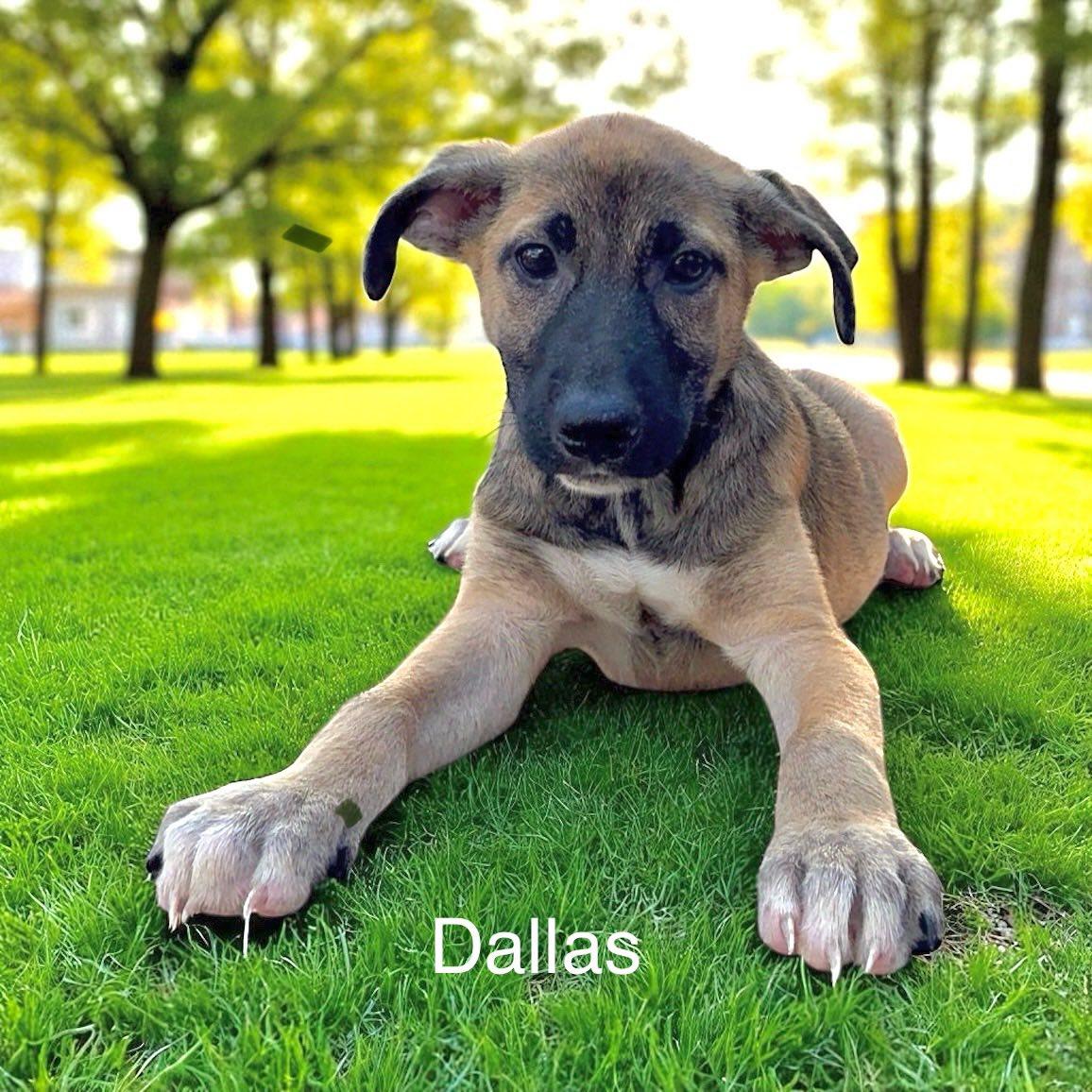 Dog for adoption - Dallas, a German Shepherd Dog Mix in Rocky Hill, CT ...