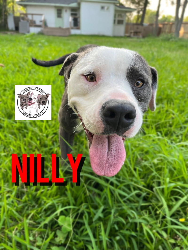 Dog for adoption - Nilly the curly coat pittie, a Pit Bull Terrier ...