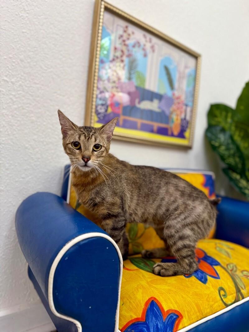 Cat for adoption - Kat Delgado, a Domestic Short Hair & Manx Mix in ...