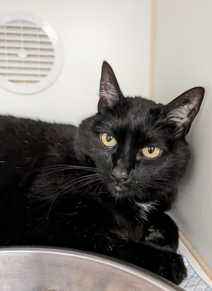 ADOPT - Whatcom Humane Society