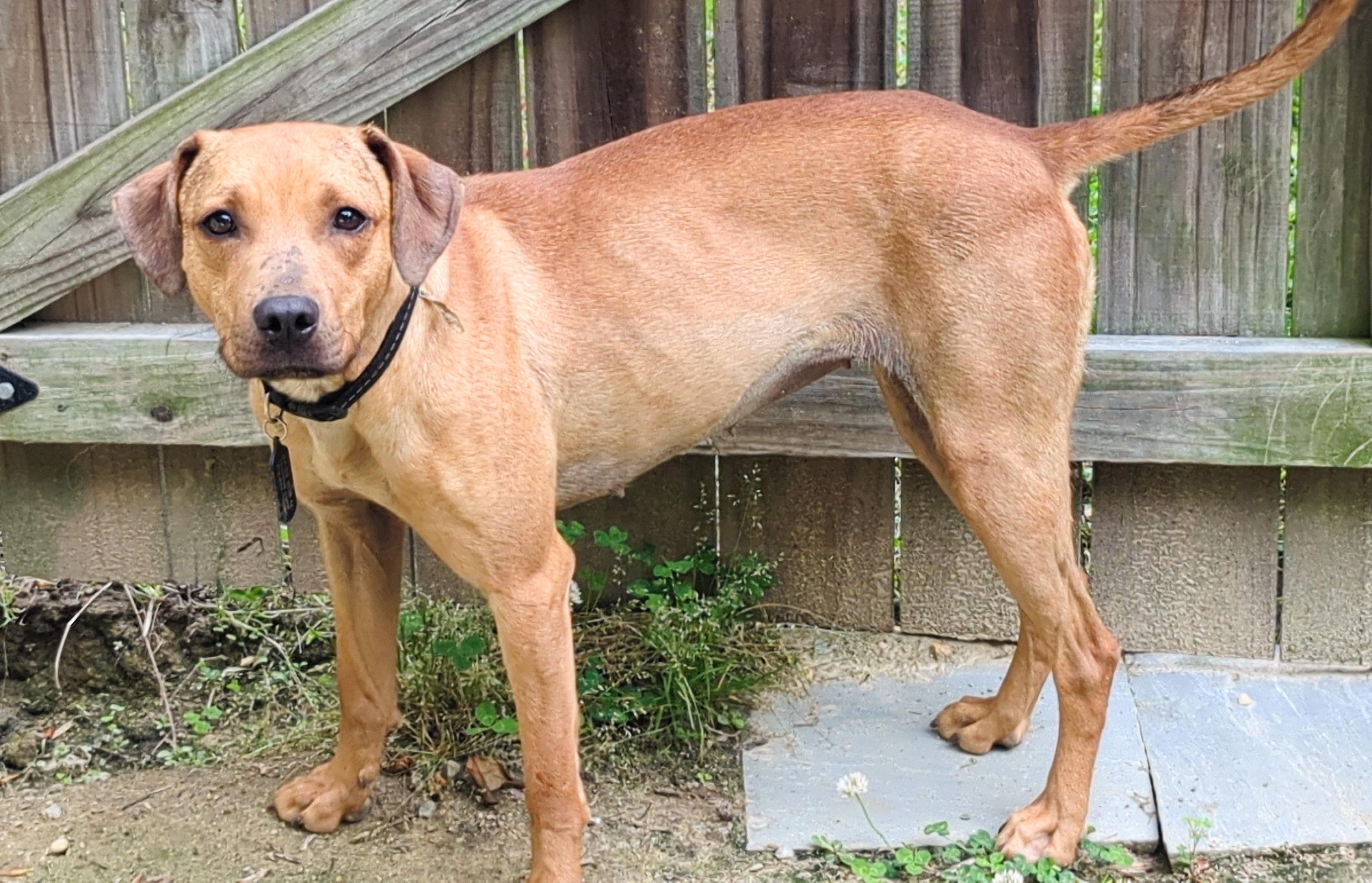 Adoptable Dogs & Puppies - Johnston County Animal Protection League of ...