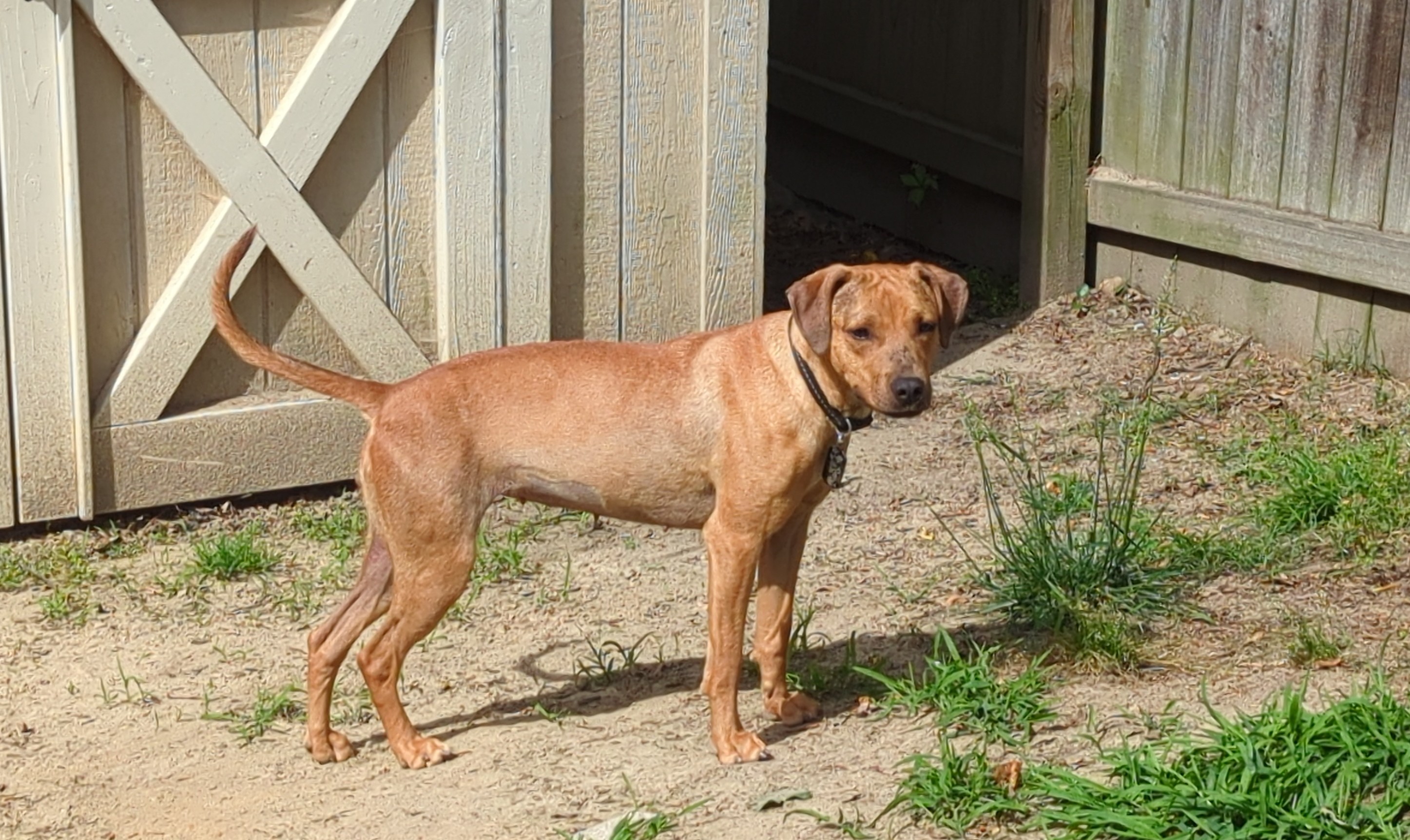 Adoptable Dogs & Puppies - Johnston County Animal Protection League of ...