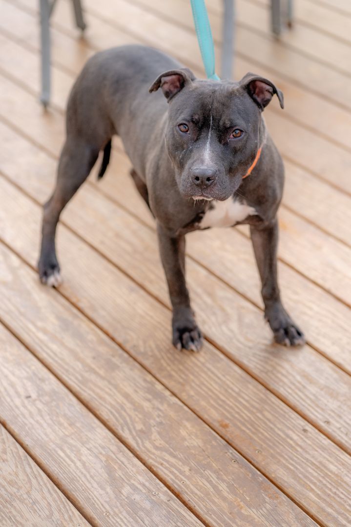 Dog for adoption - Javier, a Pit Bull Terrier in Clemmons, NC | Petfinder