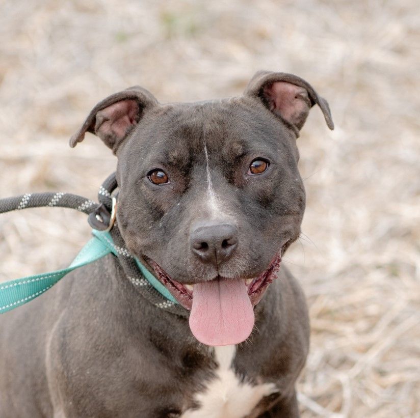 Dog for adoption - Javier, a Pit Bull Terrier in Clemmons, NC | Petfinder